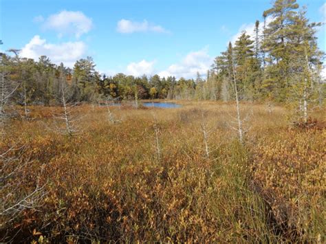 Poor Fen Zone Of Sand Point Wetland Photograph By Jg Cohen