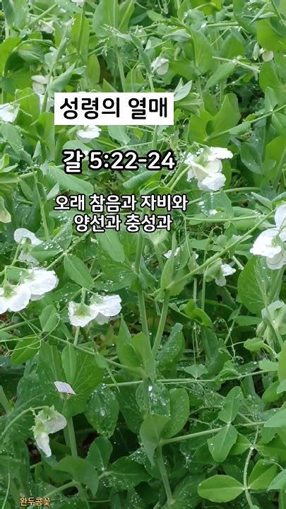 성령의 열매 그리스도 예수의 사람들은 육체와 함께 정욕과 탐심을 십자가에 못 박았느니라 아멘 Youtube