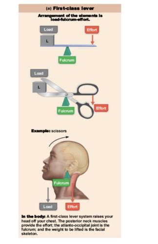 Chapter 11 Flashcards Quizlet