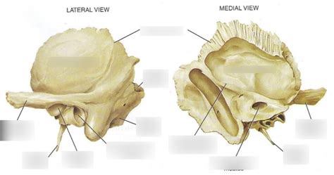 Temporal Bone Diagram Quizlet