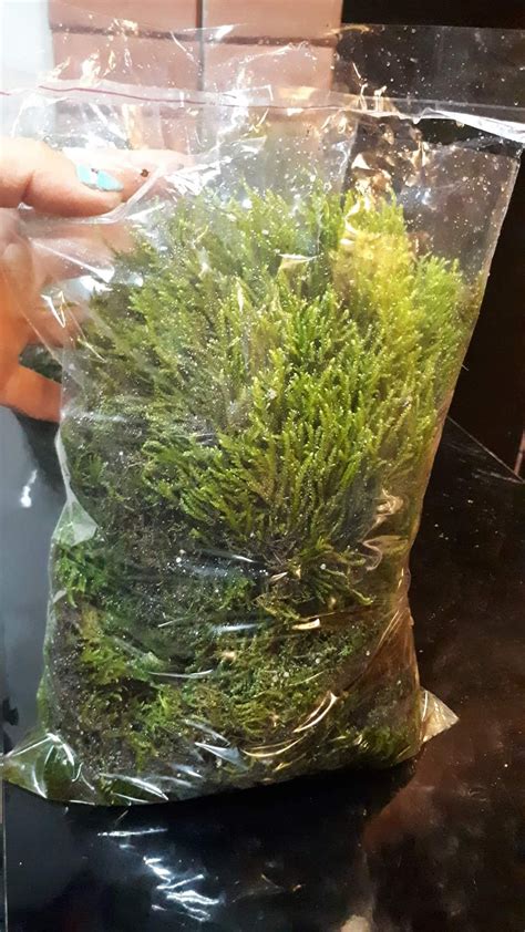 აქატინა გიგანტური აფრიკული ლოკოკინა Tbilisi