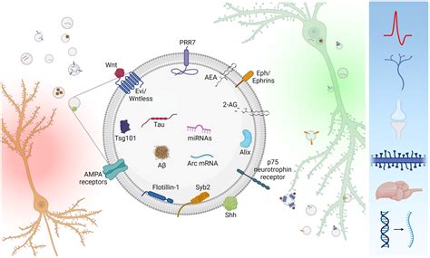 Neuron Vesicles