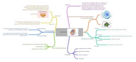 Lisosomas Image Funciones Mecanismo De Defensa Sensor Metabólico