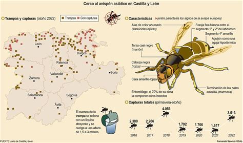 La Avispa Asiática Acentúa Su Expansión Por El Bierzo