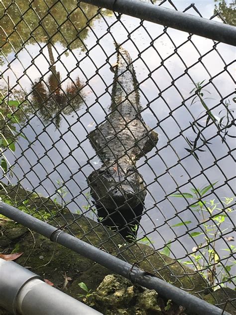 Homosassa Springs Wildlife State Park Florida Lives