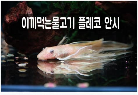 이끼먹는 물고기키우기 플레코 안시롱핀 어항의 근황 네이버 블로그