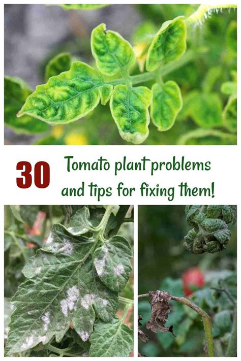 Common Tomato Plant Problems