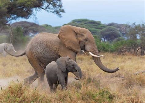 How Fast Can An Elephant Run Speed Of All Species Storyteller Travel