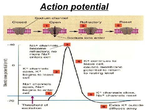 Nerve Impulse