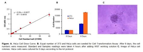 Cell Transformation Assay Kit Colorimetric Biovision Cellular Assays