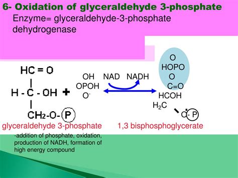 Ppt Carbohydrate Metabolism Powerpoint Presentation Free Download