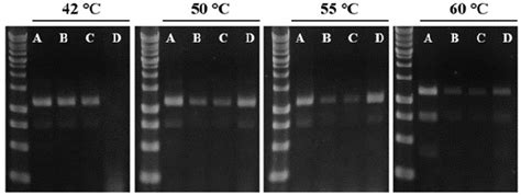 Transcriptase Reversa Class Five 50 Reações
