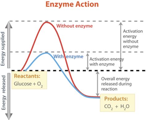 1 18 Enzyme Function Biology Libretexts