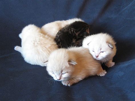 N Litter Siberian Kittens Born 16 April 2017 Seacliffe