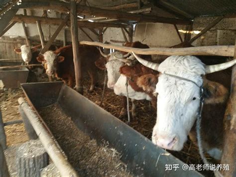 牛得了口蹄病用什么药最好牛口蹄病治疗最佳办法一定要知道 知乎