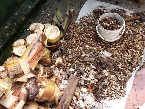 Compost Creating For Cutting Banana Trees Stock Photo Image Of Invertebrate Leaf