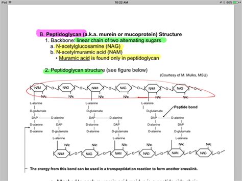19 Wilkins Bacterial Classification And Structure Flashcards Quizlet