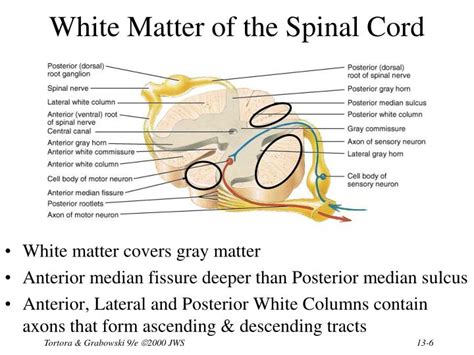 Ppt Chapter 13 The Spinal Cord And Spinal Nerves Powerpoint