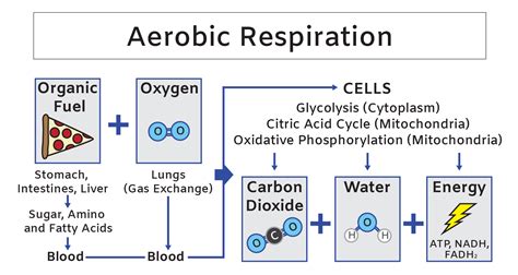 What Cell Structure Is The Site Of Aerobic Respiration