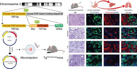 【publications】a Novel Tdtomato Transgenic Mouse Model To Visualize Fap