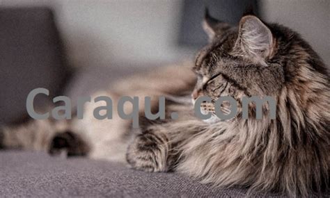 Rekomendasi Jenis Kucing Lucu Imut Dan Terpopuler Di Dunia Caraqu