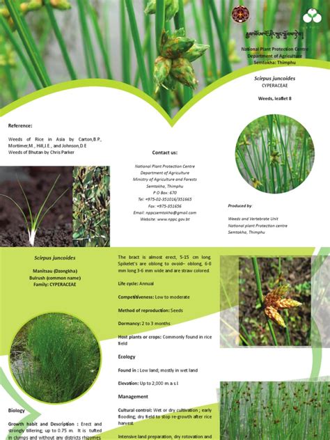 Scirpus Juncoides Download Free Pdf Weed Rice