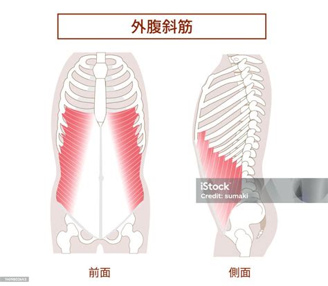 복부 근육 그룹 외부 비스듬한 복부 근육의 그림 측면 및 정면보기 근육에 대한 스톡 벡터 아트 및 기타 이미지 근육