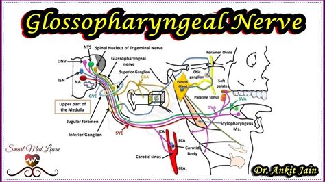Glossopharyngeal Nerve Anatomy Cranial Nerve IX XI Cranial Nerve