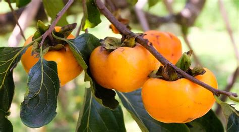19 Best Persimmon Varieties For Your Garden