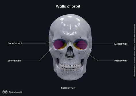 Orbit Anatomyapp