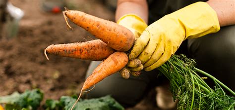 Fertilization Of Organically Grown Crops Agrivi