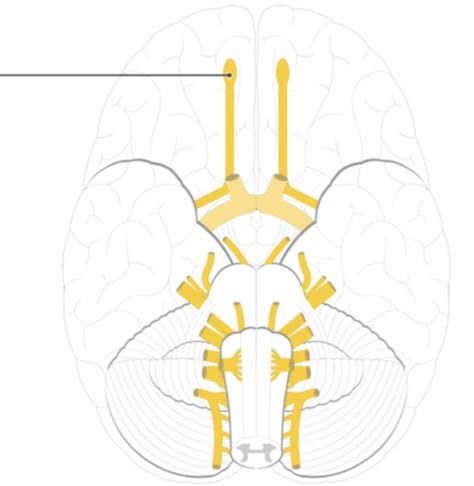 Cranial Nerves Flashcards Quizlet
