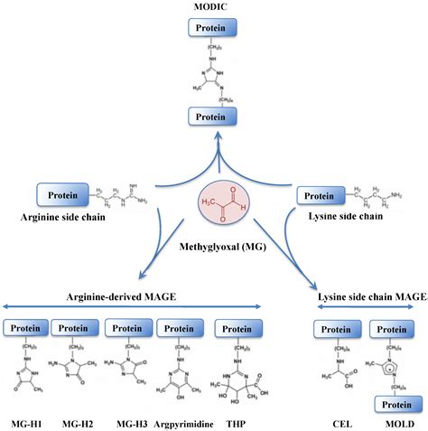 The Glutathione System A Journey From Cyanobacteria To Higher Eukaryotes
