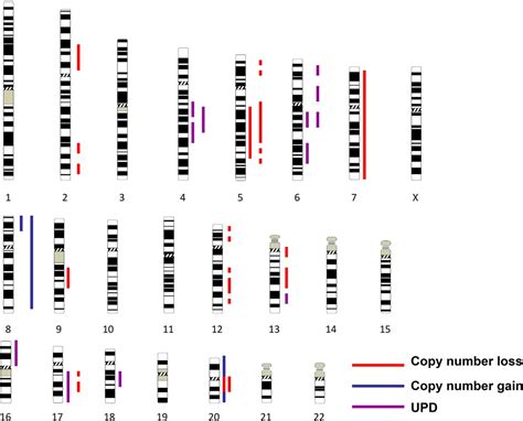 Single Nucleotide Polymorphism Array Snp A Improves The