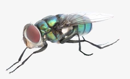 Mosca Dibujo Moscas Caricatura Png Transparent Png Kindpng
