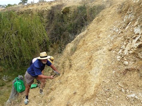 Site 2 Digging For Fossils Members Gallery The Fossil Forum