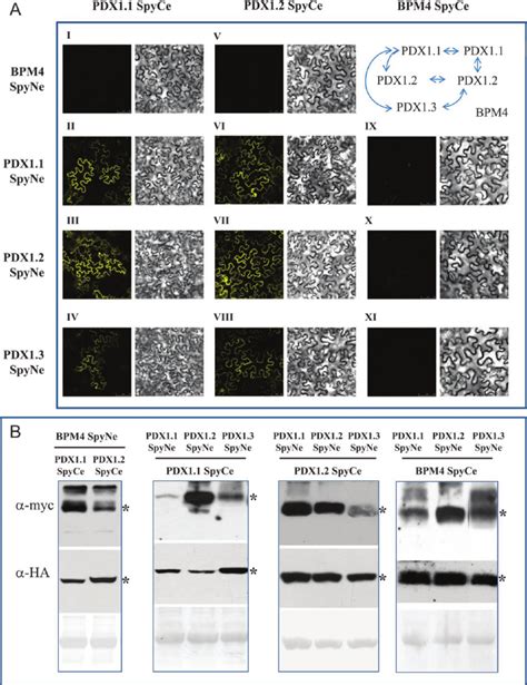 Split Yfp Approach Shows Homo And Heteromeric Assemblies Of Pdx1