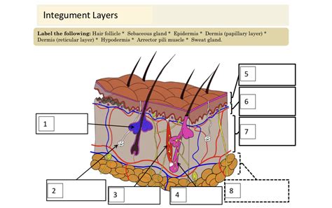 Papillary Layer And Reticular Layer Of Dermis