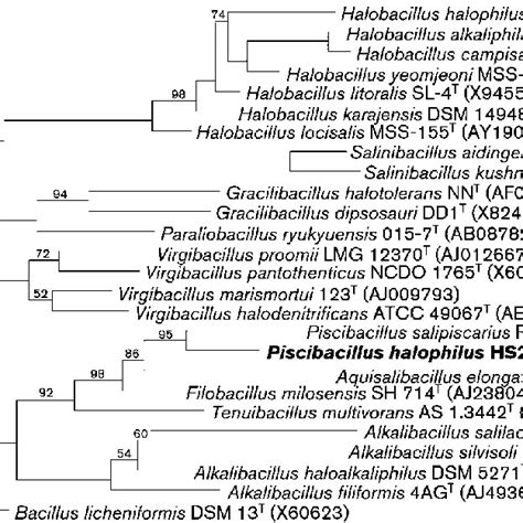Maximum Parsimony Phylogenetic Tree Based On 16s Rrna Gene Sequence
