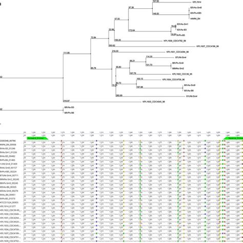 Dolosigranulum Pigrum Murj Phylogeny And Sequence Alignment A