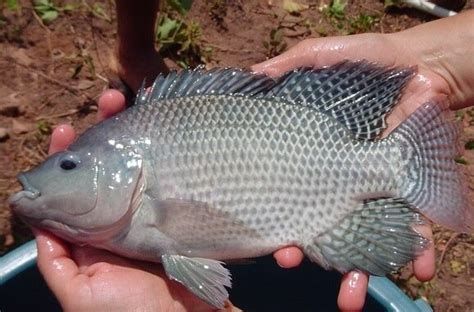 Best Fish For Aquaponics Choose From 22 Species HowtoAquaponic