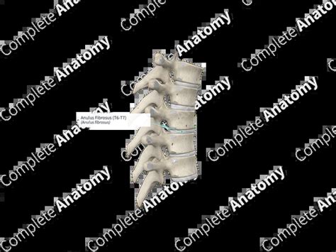 Anulus Fibrosus T6 T7 Complete Anatomy