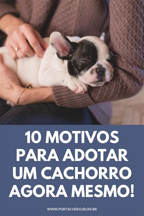 10 Motivos Para Adotar Um Cachorro