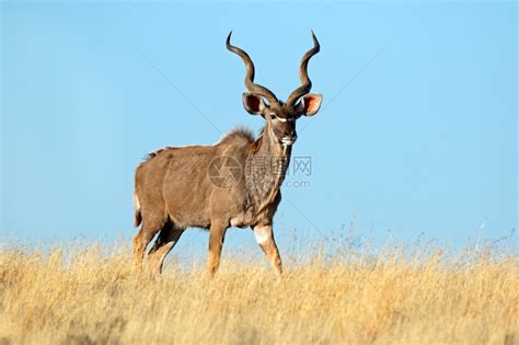 Tragelaphusstrepsiceros