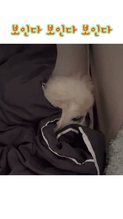 강아지를 조심하세요pekingese 페키니즈 쇼츠추천 쇼츠 Puppy Shortvideo Shorts 강아지쇼츠