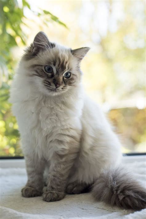 Ragdoll Tabby Mix Appearance Personality Size And Adoption Cat Queries