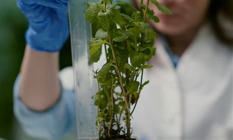 Genetically Modified Trees Ias Exam