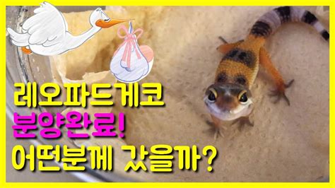 [집돌이] 레오파드게코 겨자2세 분양 완료 어떤분에게 갔을까 파충류키우기 Youtube