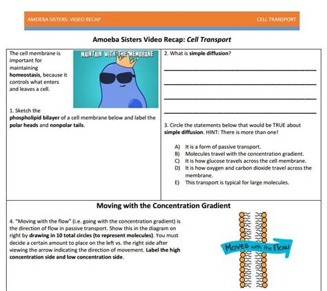 Amoeba Sisters Video Recap Diffusion Worksheet Answer Key