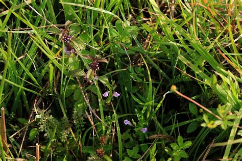 Scutellaria Minor Lesser Skullcap